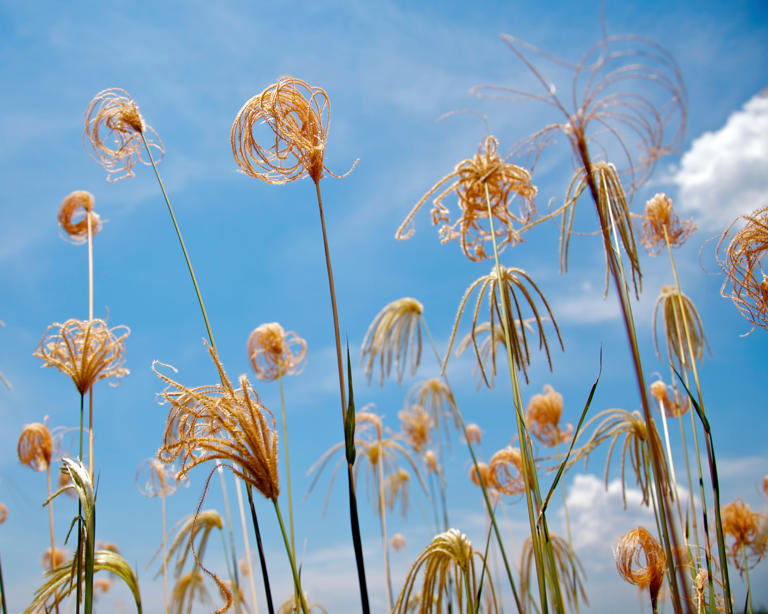 10 accent plants landscape designers love & anyone can grow