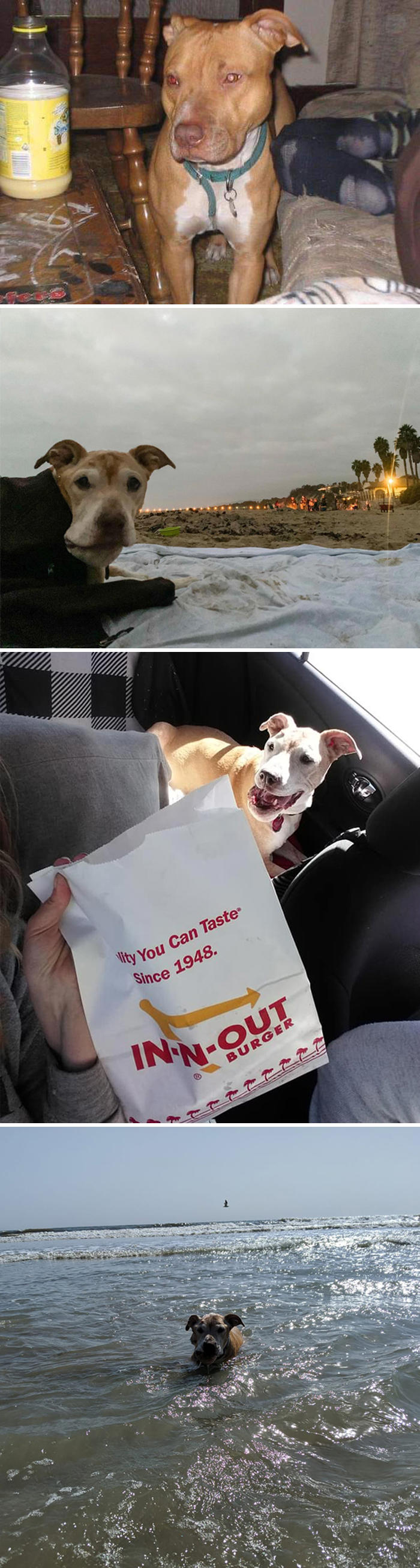 29 heartwarming pet then and now pictures