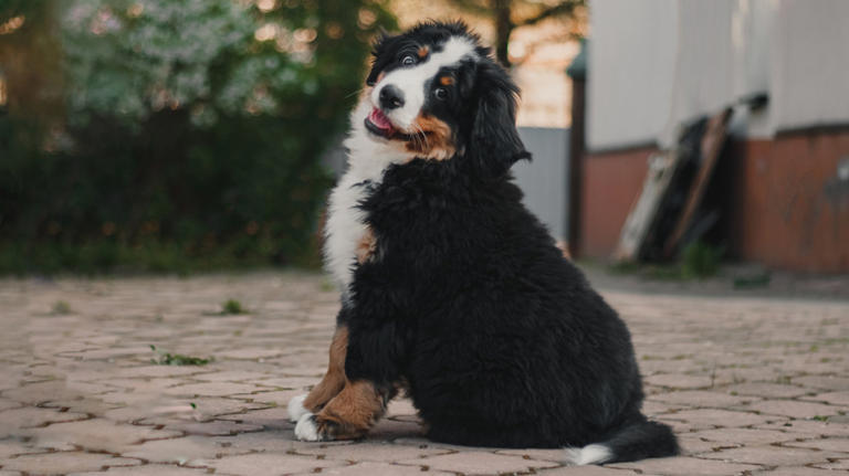 Bernese mountain dog loves to be pampered with a fresh blowout and we ...
