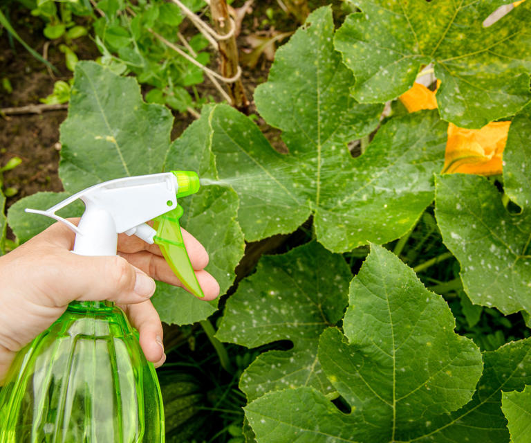This 1 kitchen staple clears up powdery mildew fast – make a cheap ...
