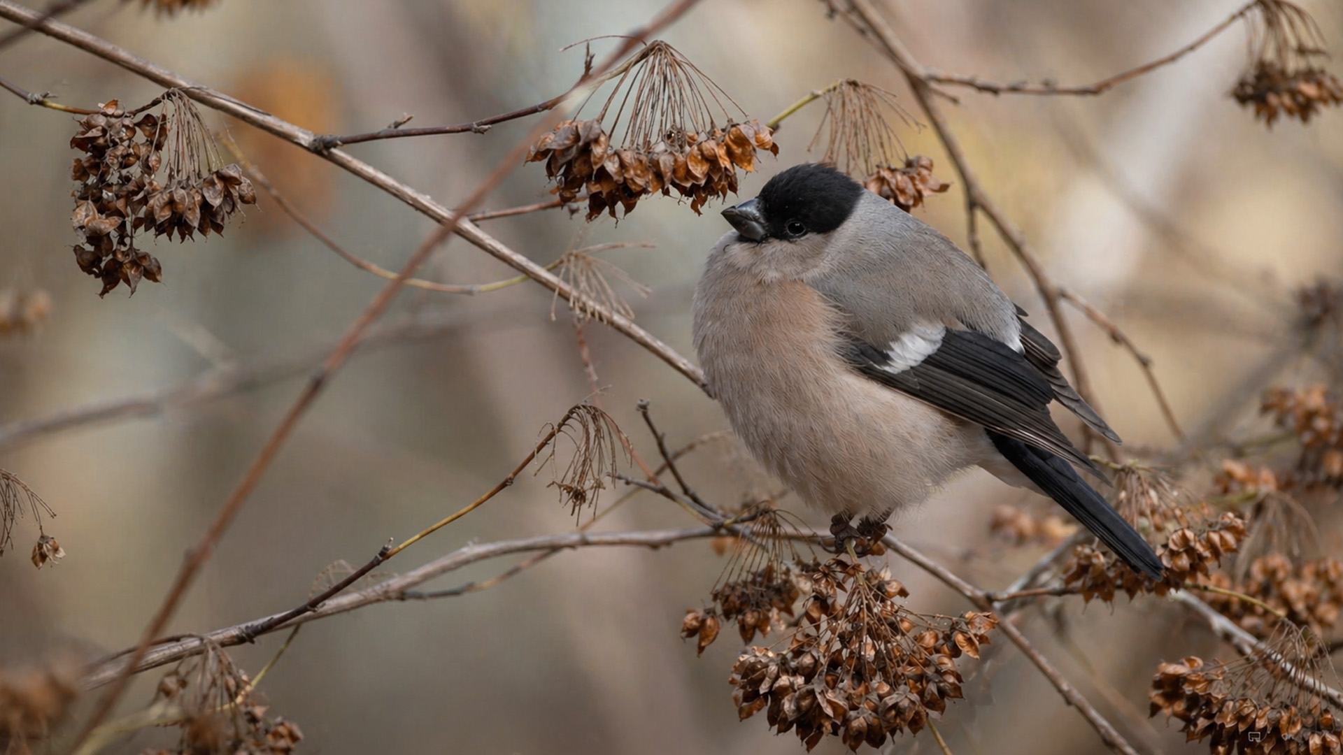 Este pequeño pájaro se camufló en el paisaje - imágenes de cámara trampa
