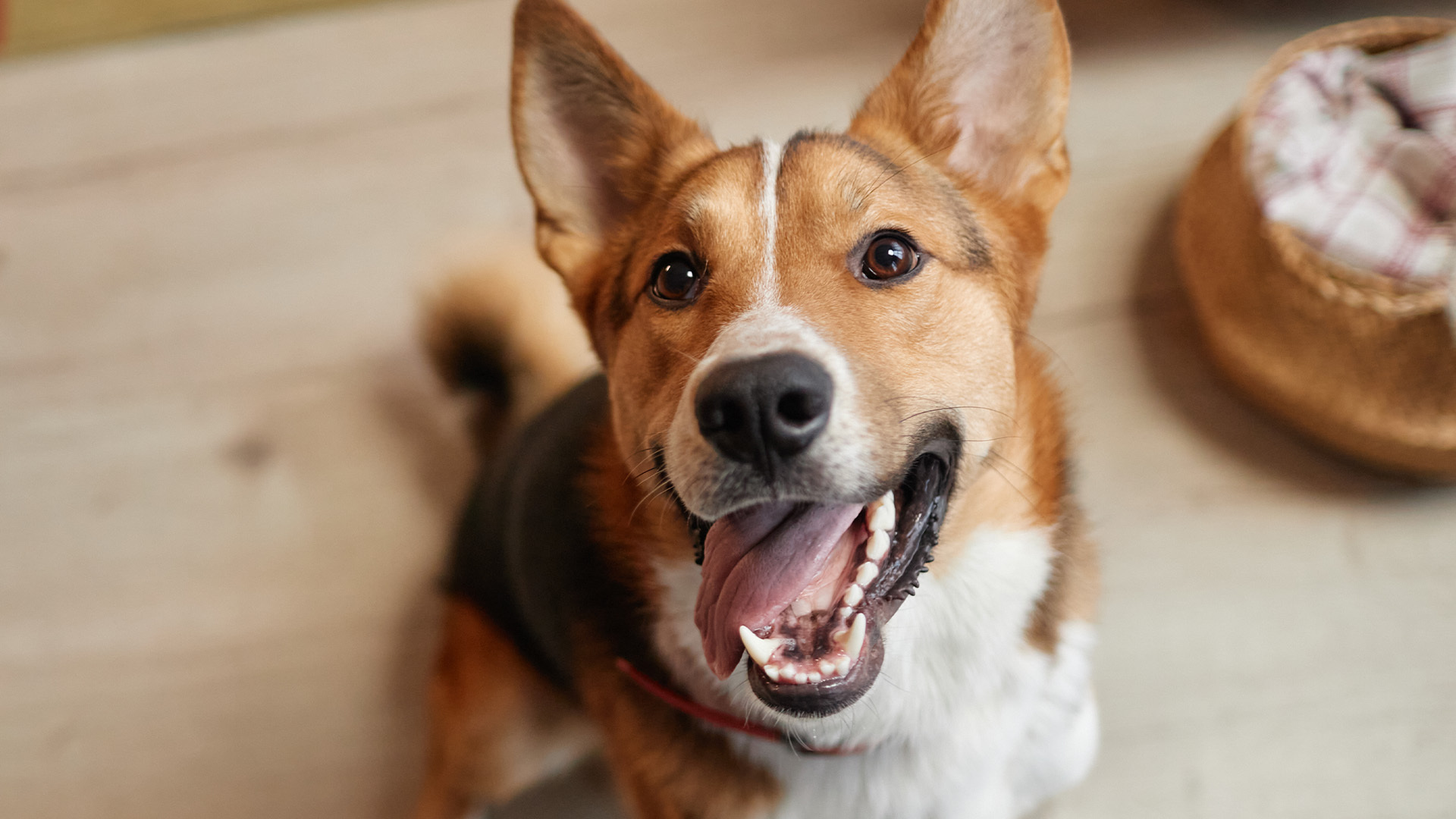 What your dog does when they really love you