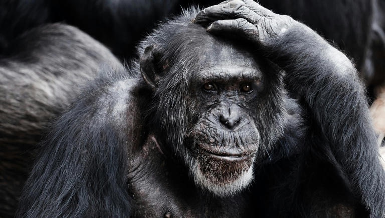 Scientists say these wild animal “facts” people repeat are more ...