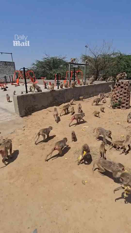 Man feeds group of monkeys in outdoor setting