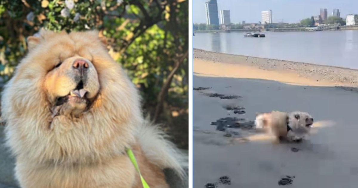 Dog teaches amazing lessons on how to slow down & enjoy life