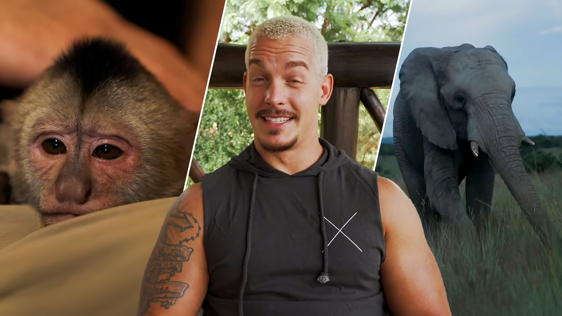 I answer your wildest questions! 🦁