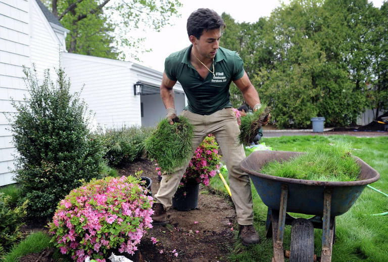 This Old Greenwich landscaper's TikToks are going viral, but not just ...