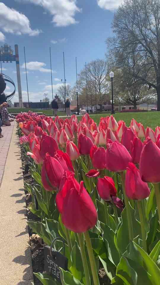 Everything you need to know about Tulip Time in Pella, Iowa
