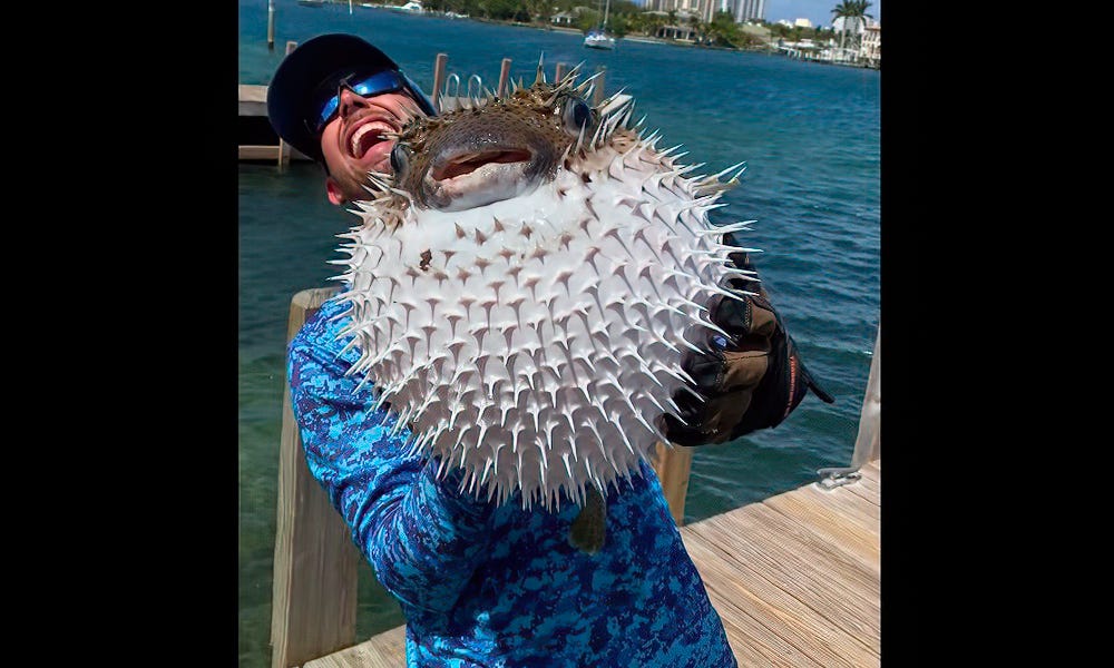 Is angler having too much fun with 'giant pufferfish' catch?
