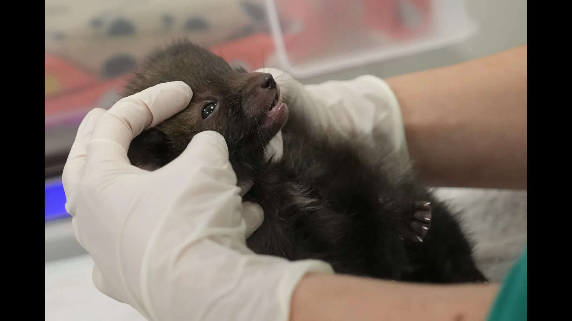 Goa vet college gets central nod, to begin classes from Sep