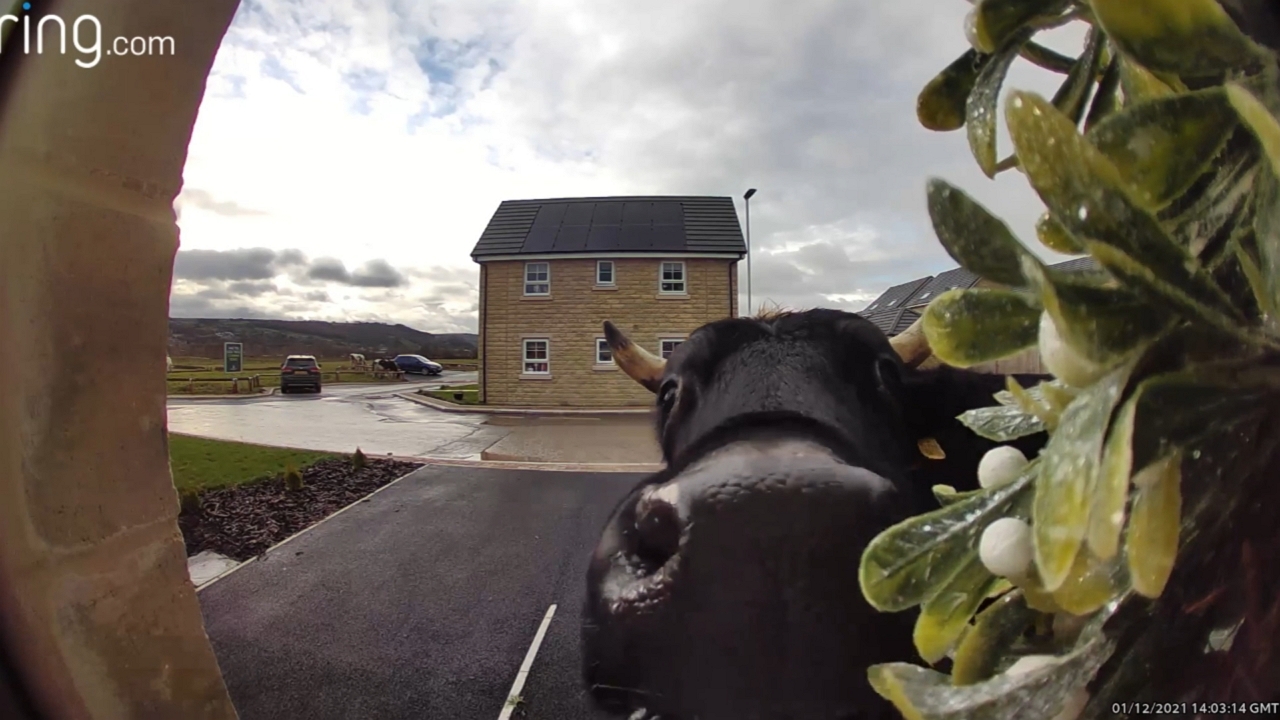 Curious cow licks doorbell camera in England