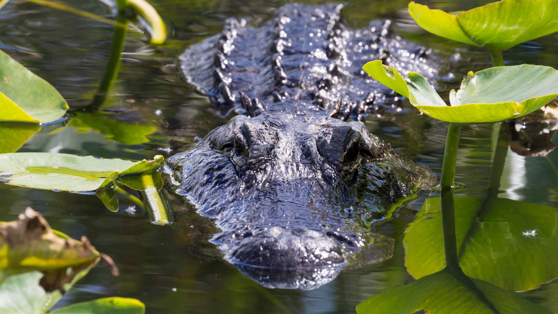 FWC searching for alligator that attacked cow at nature preserve