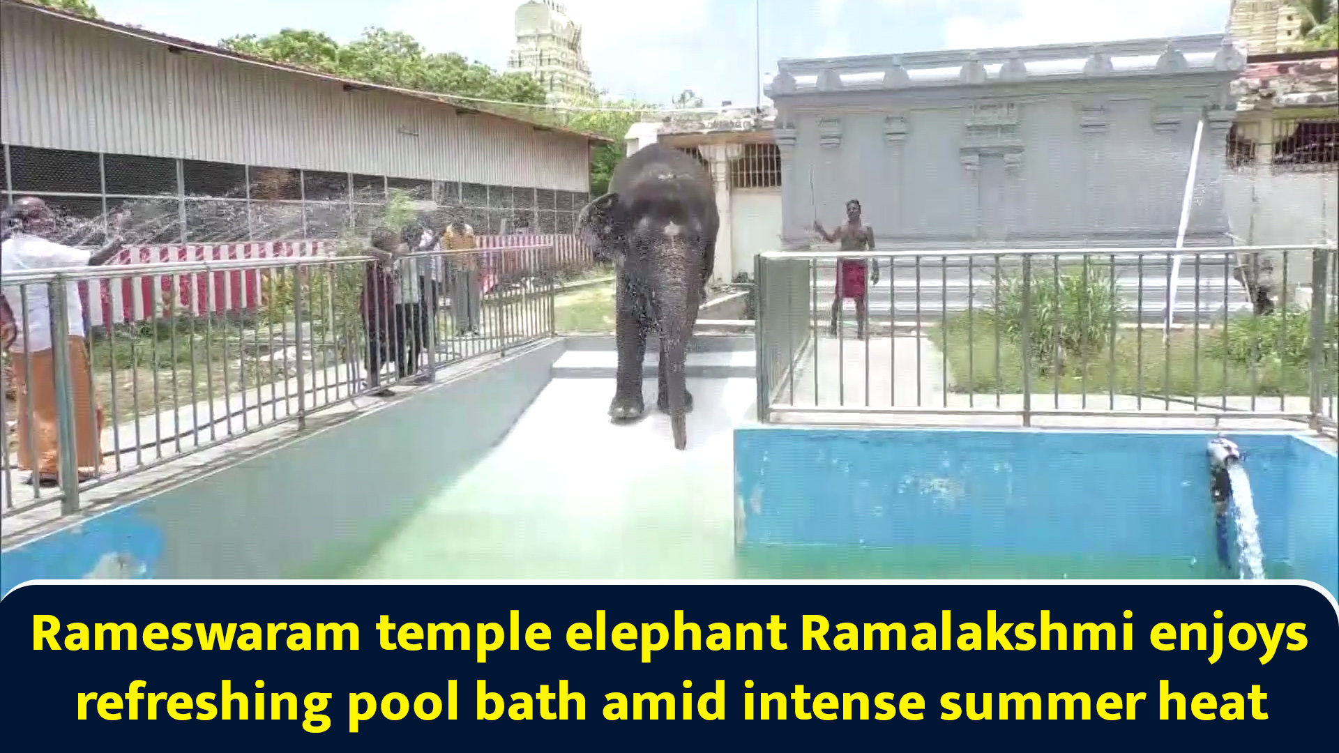 Rameswaram temple elephant Ramalakshmi enjoys refreshing pool bath amid ...