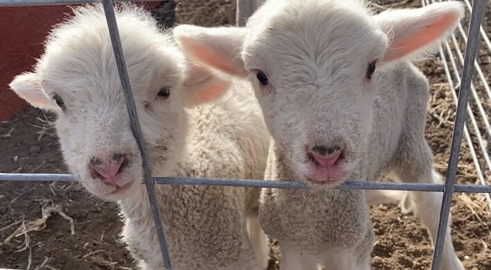 It is the season for Baby Animal Days at Andelin Family Farm