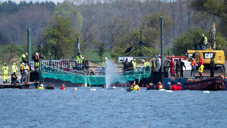 „Wal fühlt sich in Barge pudelwohl“ – doch ein Detail irritiert