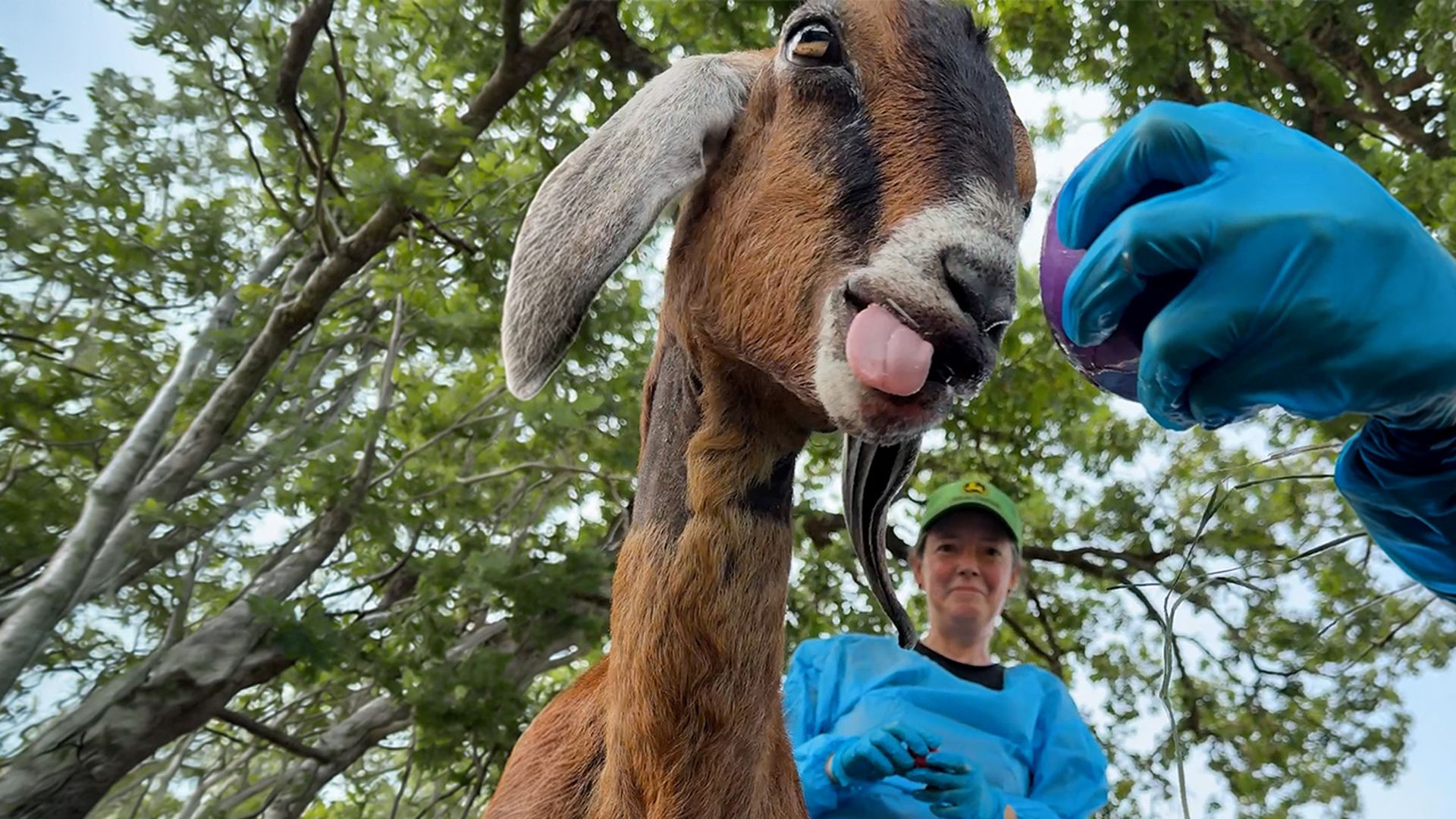 This rescue goat was isolated until they found others like her