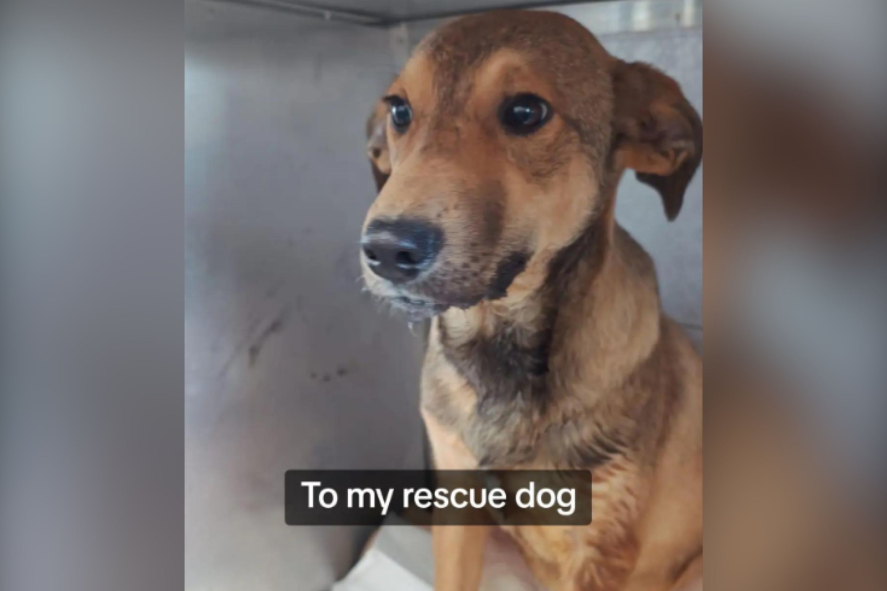 To my rescue: Woman shares moving message after adopting shelter dog