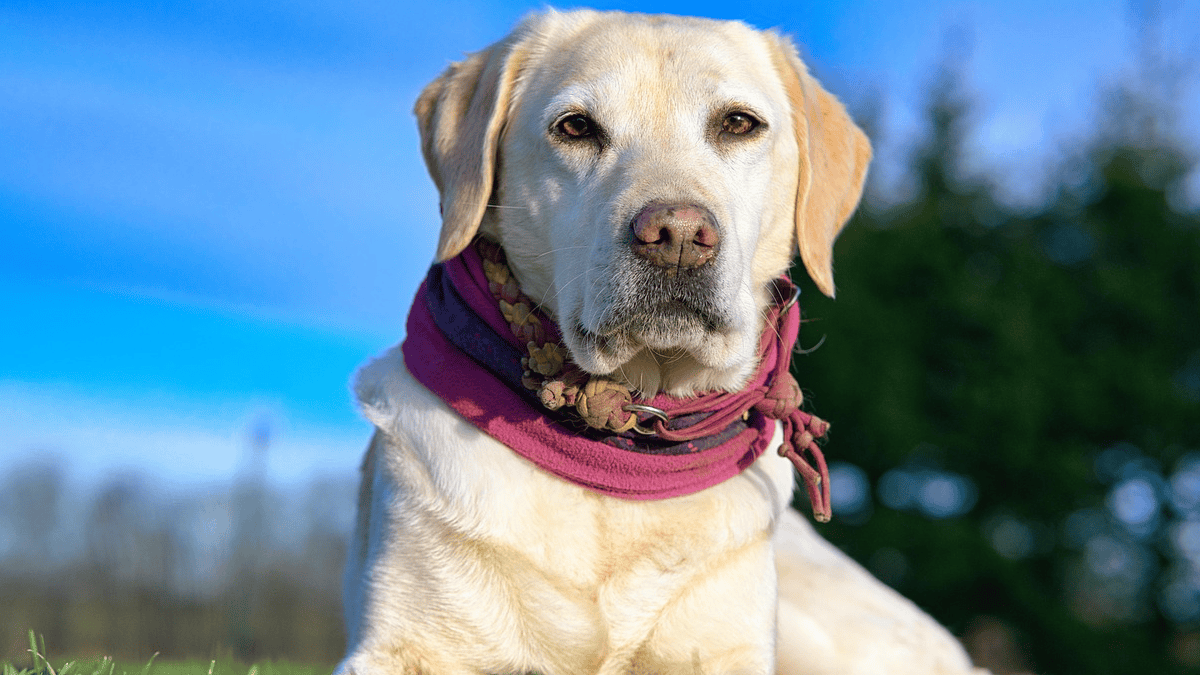 The American Kennel Club lists the 15 dog breeds that love you more ...