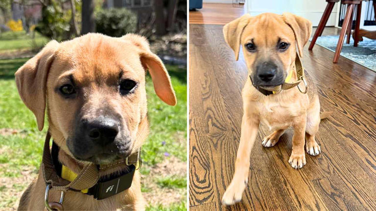 This 3-month-old puppy is looking for love after rescue from the streets