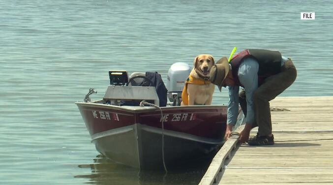 Pet First Aid Awareness Month: Red Cross shares tips to prepare for ...