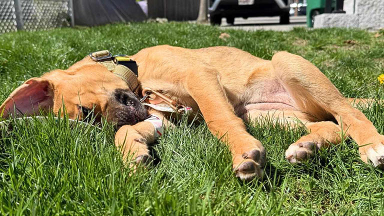 This 3-month-old puppy is looking for love after rescue from the streets