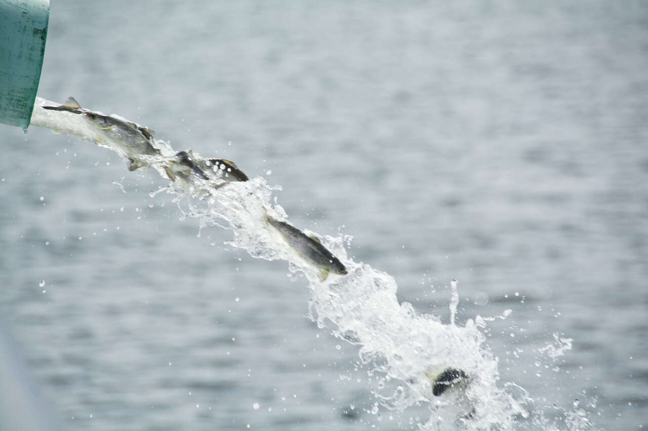 Michigan fish stocking season gets underway as DNR releases millions ...