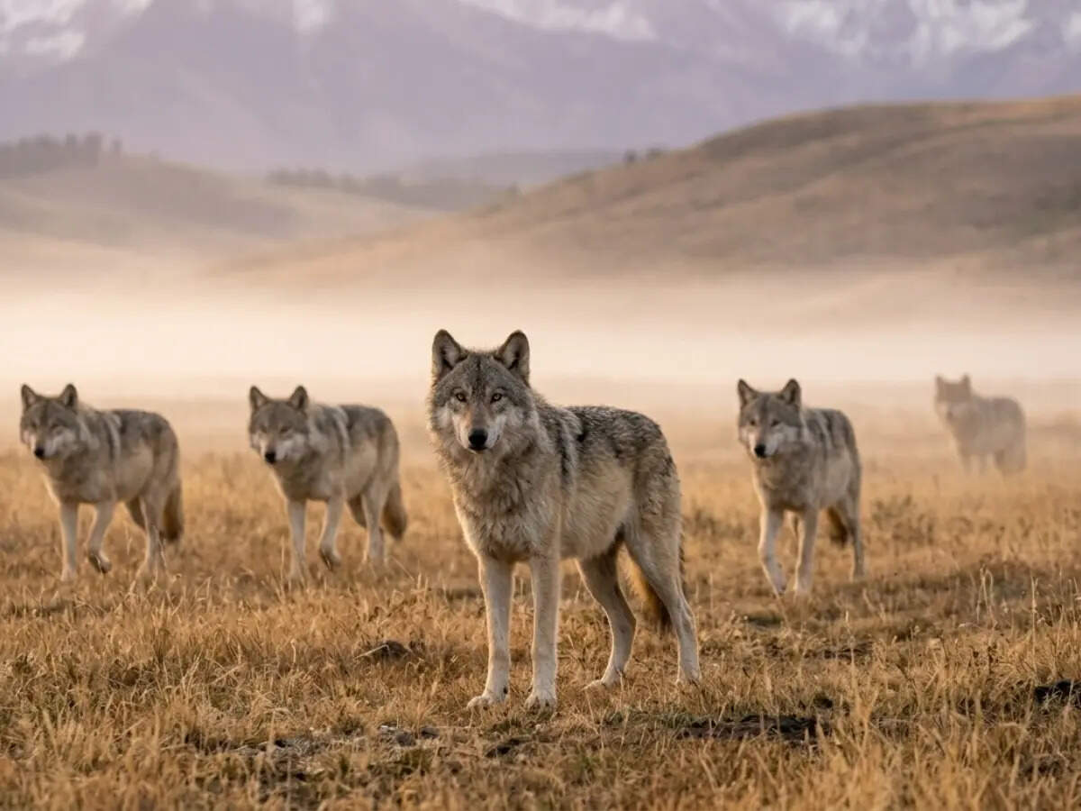 Spotting these 8 powerful animals in Yellowstone National Park makes ...