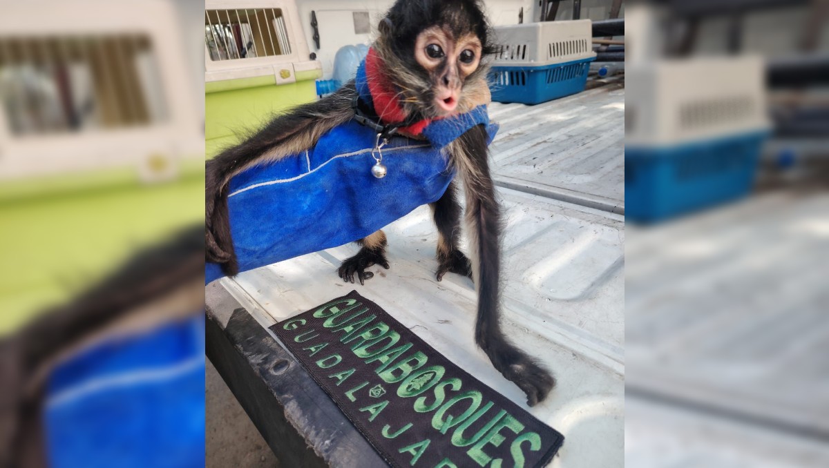 Aseguran otro mono araña en Guadalajara tras reporte ciudadano
