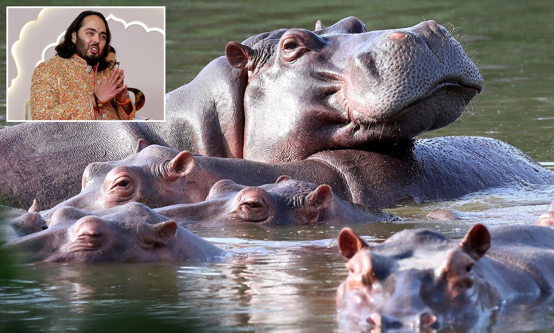Billionaire's son offers home for hippos that escaped Escobar's zoo ...