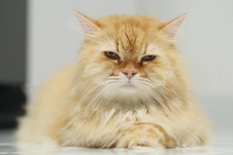 Watch the heart-stopping moment a brave house cat stands his ground ...