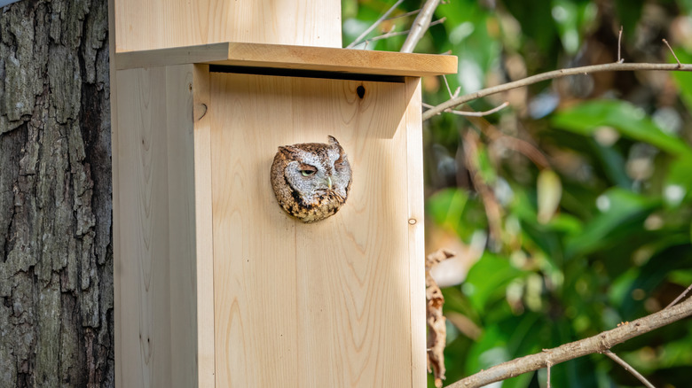 The one direction your owl nesting box should never face