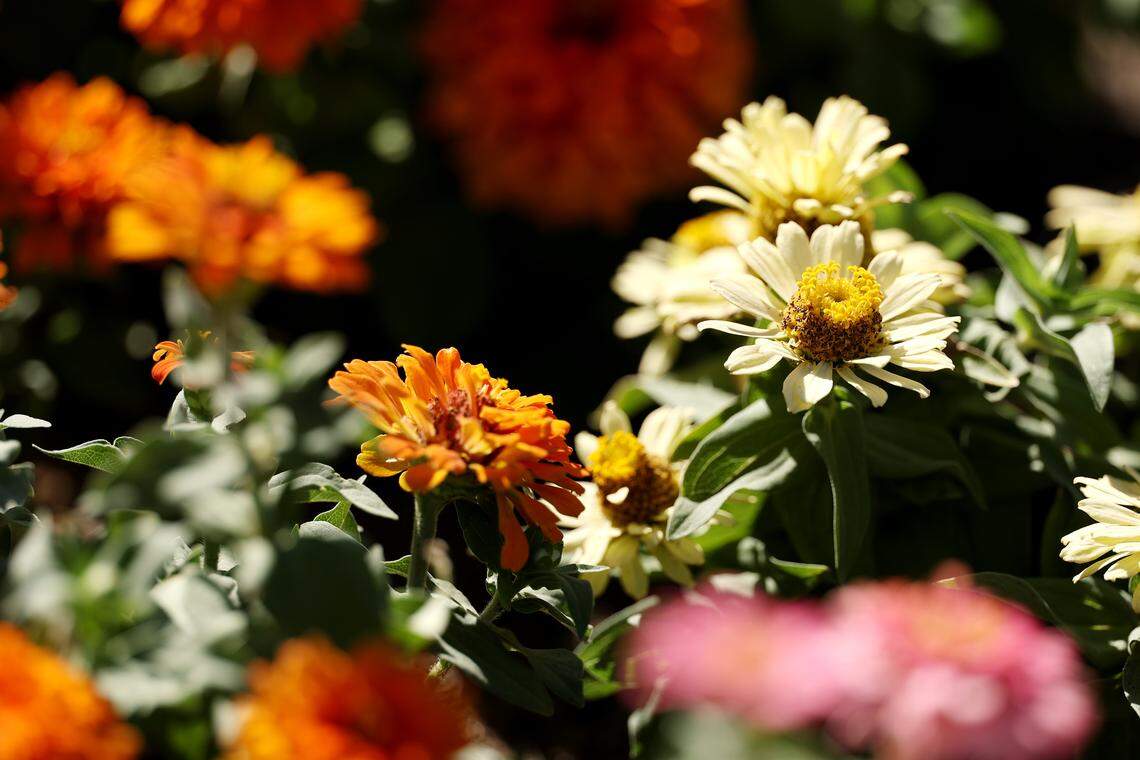 Plants that survive the heat and still give you a lush summer garden