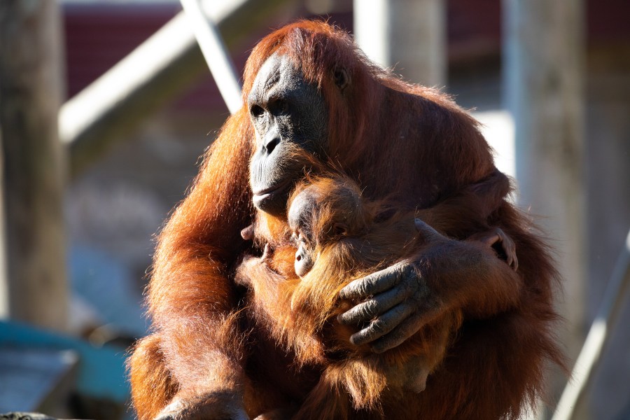 Everyone celebrates Mother’s Day at New Orleans’ Audubon Zoo