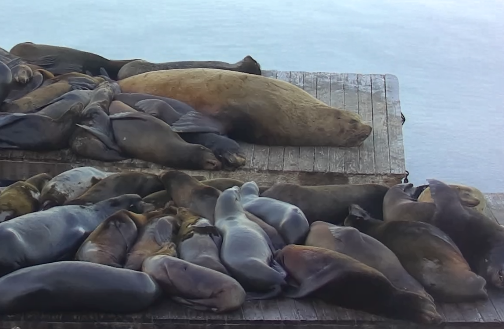 Who Is Chonkers One Ton Sea Lion Becomes San Francisco Sea Lebrity