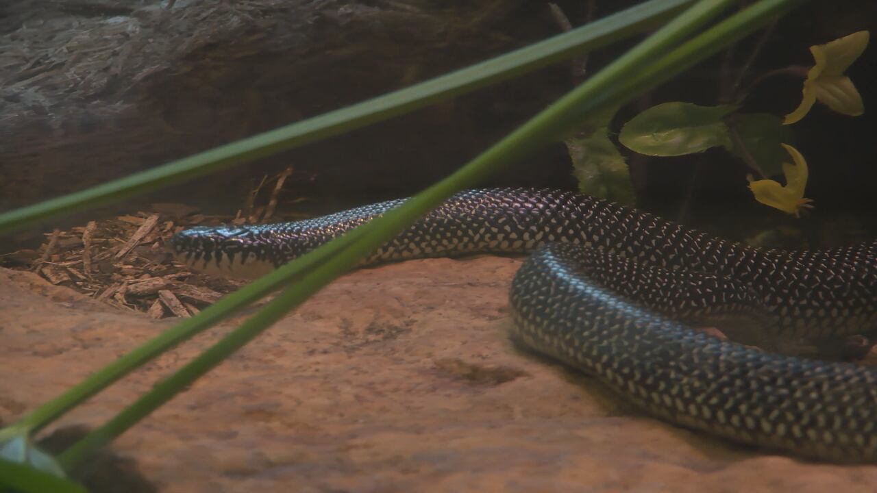 What to know about snakes in Arkansas this spring