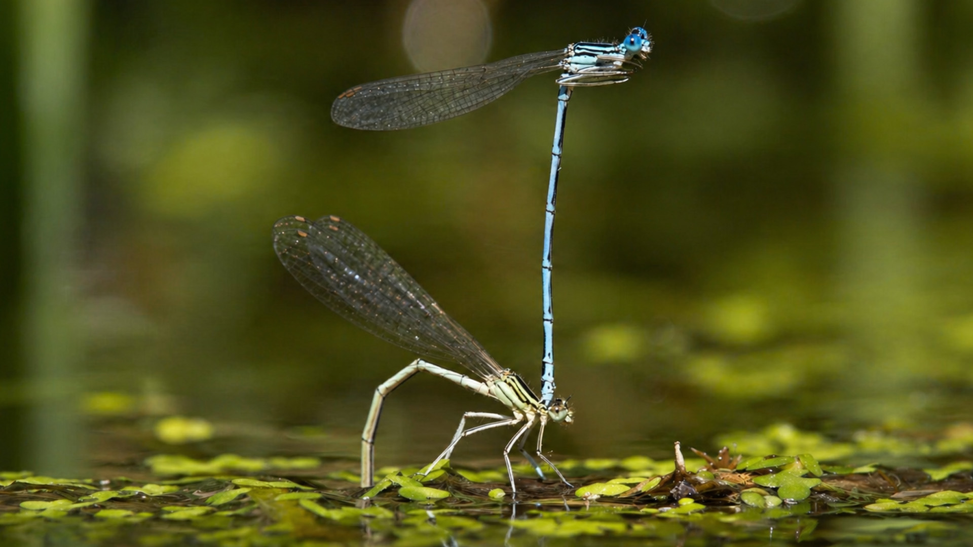 Hidden camera captures unusual dragonfly moment