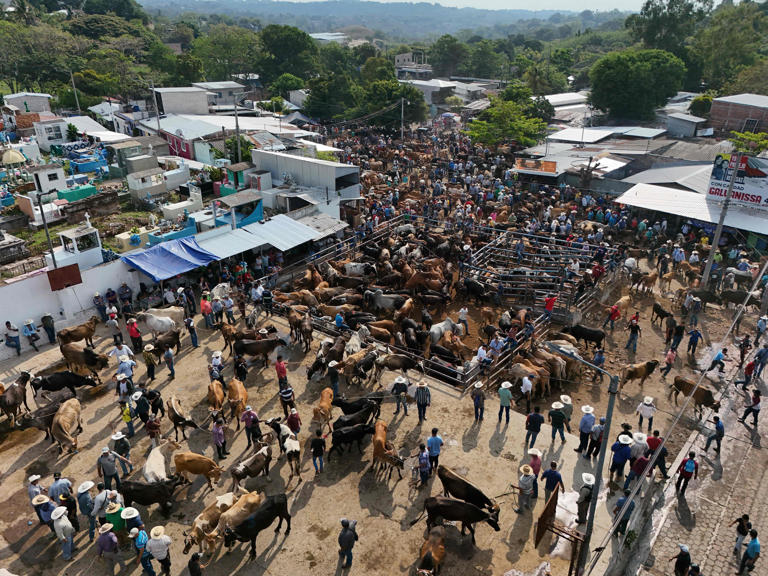 El Salvador S Cash Only Livestock Market Thrives Amid Tradition
