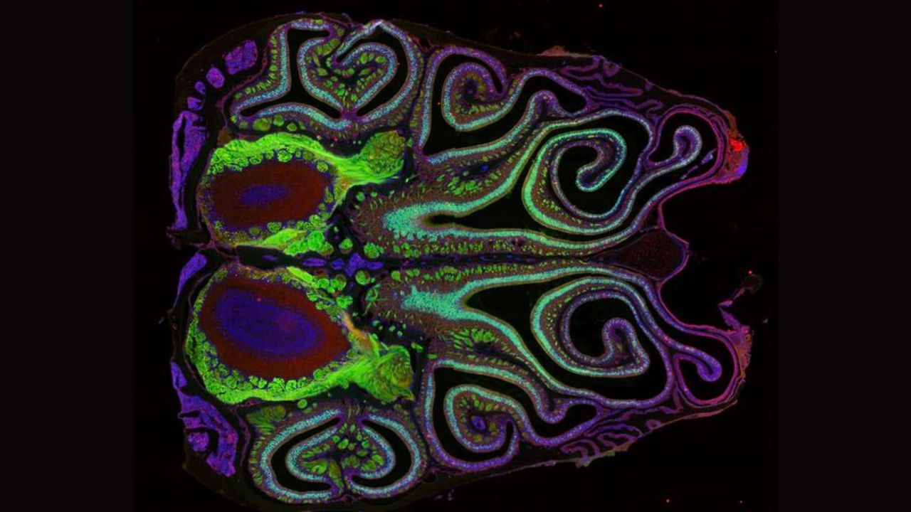 First-of-its-kind map of the mouse nose reveals surprises about the ...