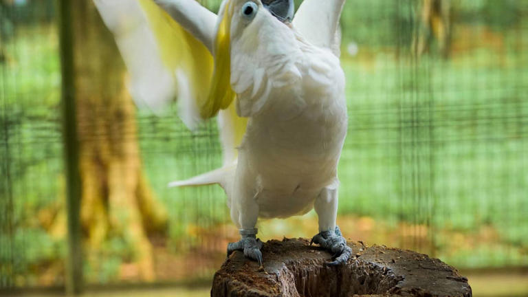 Bratty cockatoo meets new sister and screams 'take her back'