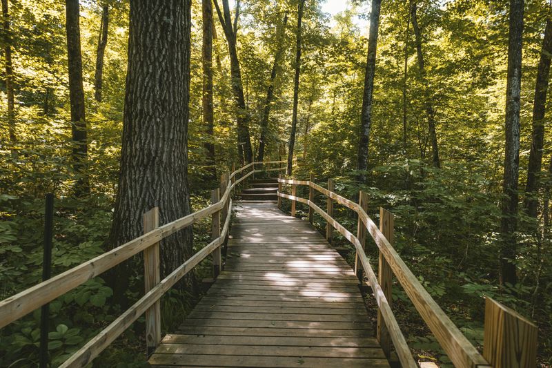 A boardwalk less than a mile from the highway where Minnesota birds ...