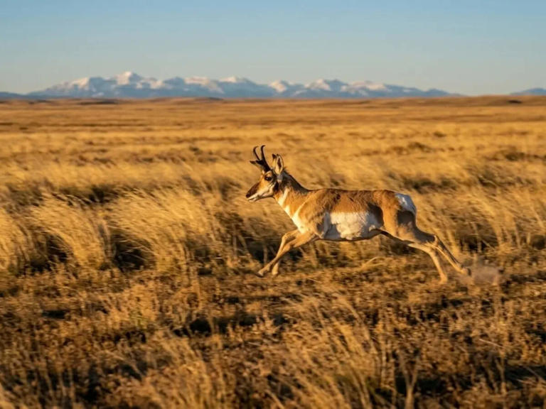 Spotting these 8 powerful animals in Yellowstone National Park makes ...