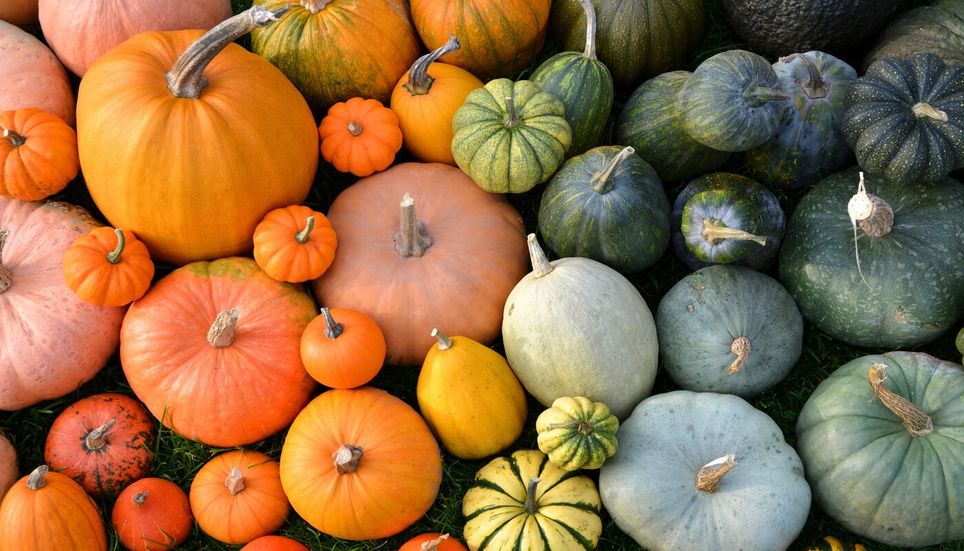El fallo más común al cosechar zapallo: así puedes hacer que dure todo ...