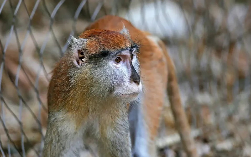 How DNA mapping is rewriting wildlife rescue