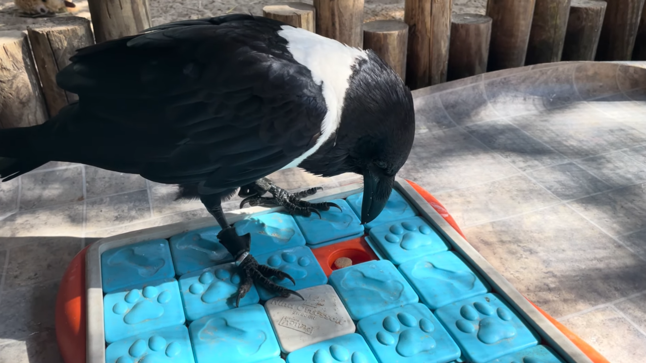 Why this pied crow masters a dog puzzle so easily
