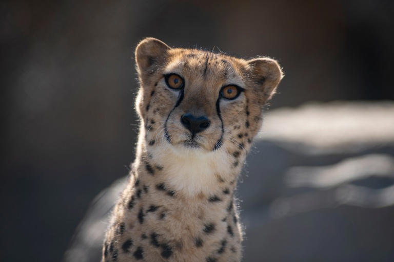 Kibibi, a cheetah who made history, remembered at Columbus Zoo