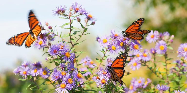 Experts reveal when monarch butterflies will arrive in your area—see ...