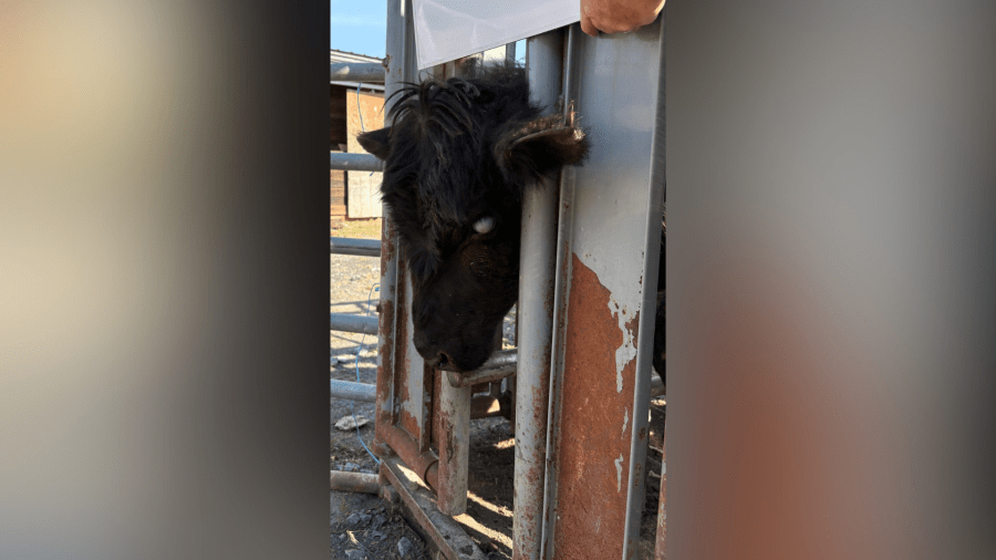 Shenandoah County deputies seize over 100 farm animals in poor ...