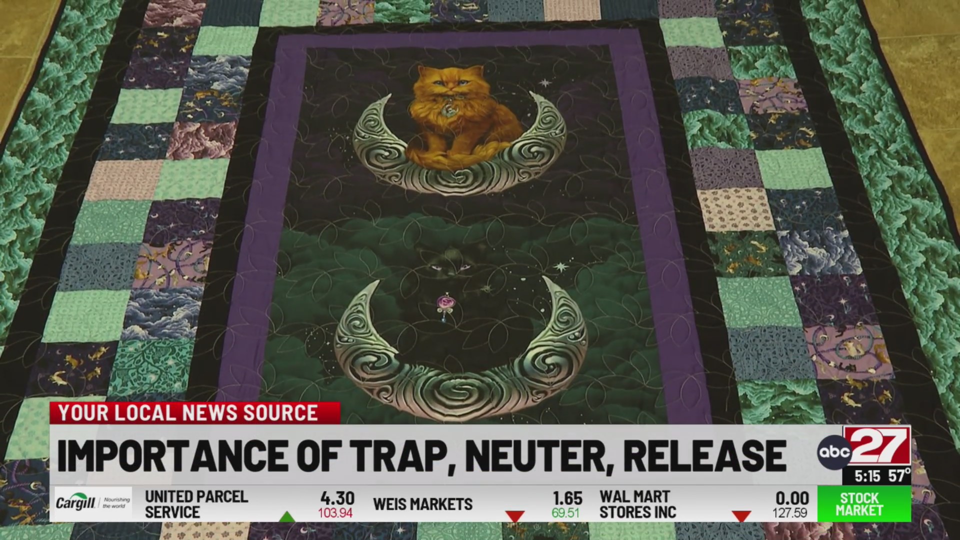 Area cat rescues holding bingo fundraiser for trap, neuter and release ...
