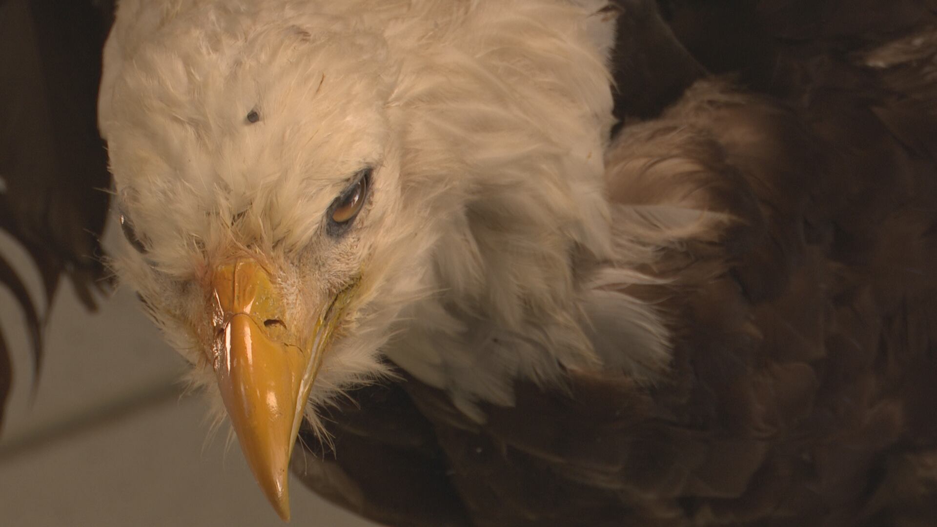Michigan Department of Natural Resources investigating 5 bald eagle deaths