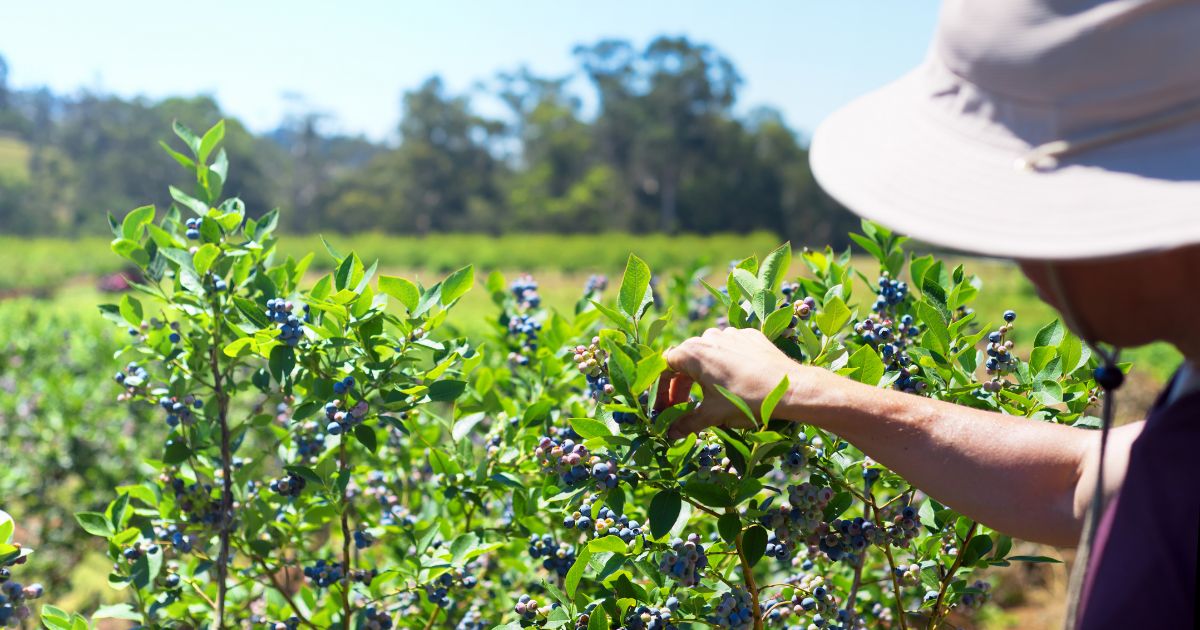 This popular Michigan farm is a must-visit for berry lovers